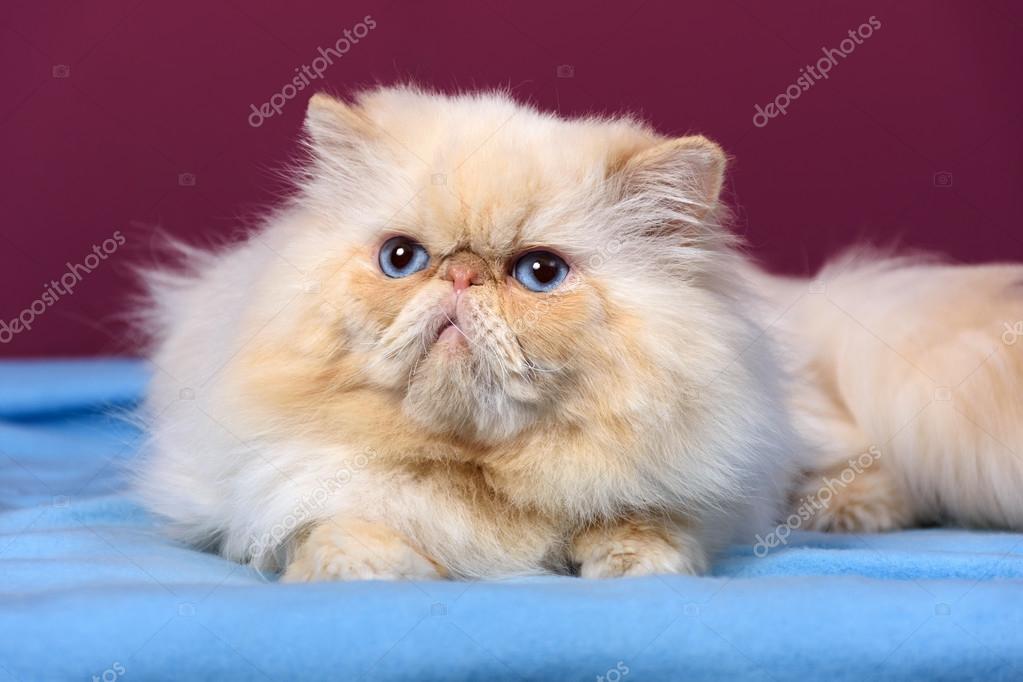 Cute cream colorpoint persian cat is lying on a blue bedspread Stock ...
