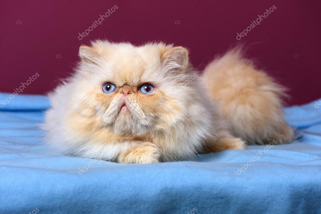Blue Cream Persian Cat