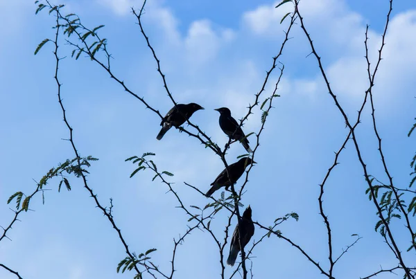 Aves posadas fotos de stock, imágenes de Aves posadas sin royalties ...