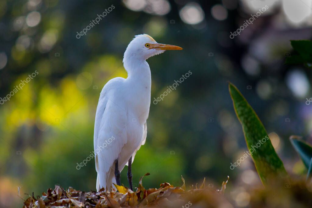 Bubulcus ibis Or Heron Or Commonly know as the Cattle Egret es una ...