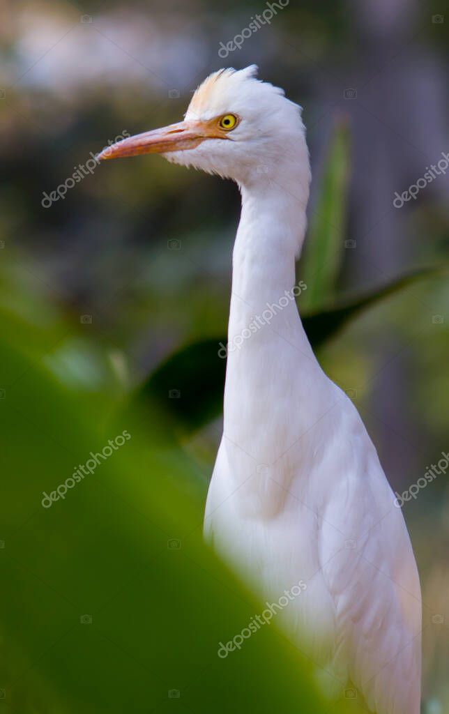 Bubulcus ibis Or Heron Or Commonly know as the Cattle Egret es una ...