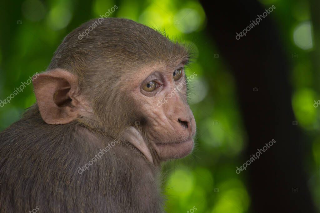 Los macacos Rhesus son primates marrones familiares con caras rojas y ...