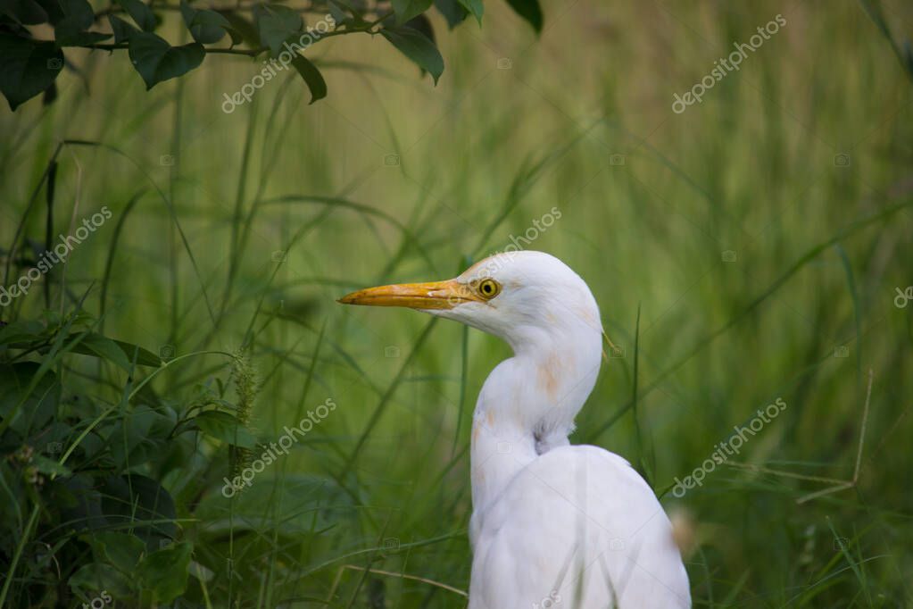 Bubulcus ibis Or Heron Or Commonly know as the Cattle Egret es una ...