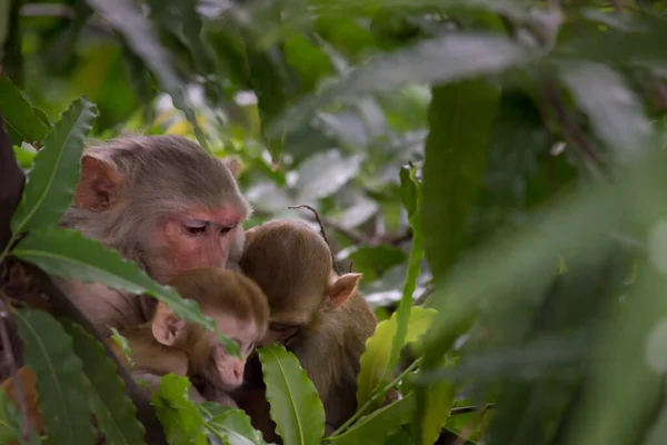 Familia peruana selva fotos de stock, imágenes de Familia peruana selva ...