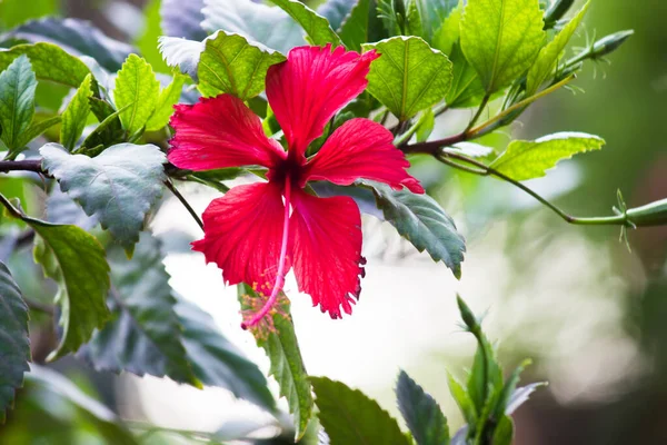 Colibri hibisco images libres de droit, photos de Colibri hibisco ...
