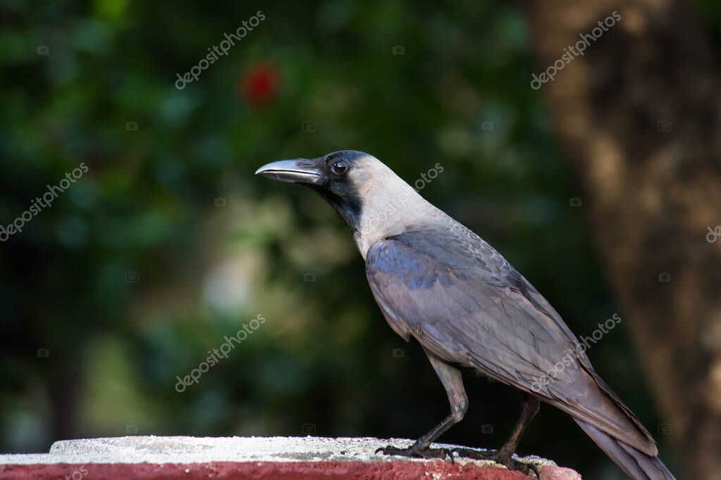 Un cuervo es un ave del género Corvus, o más ampliamente un sinónimo de ...