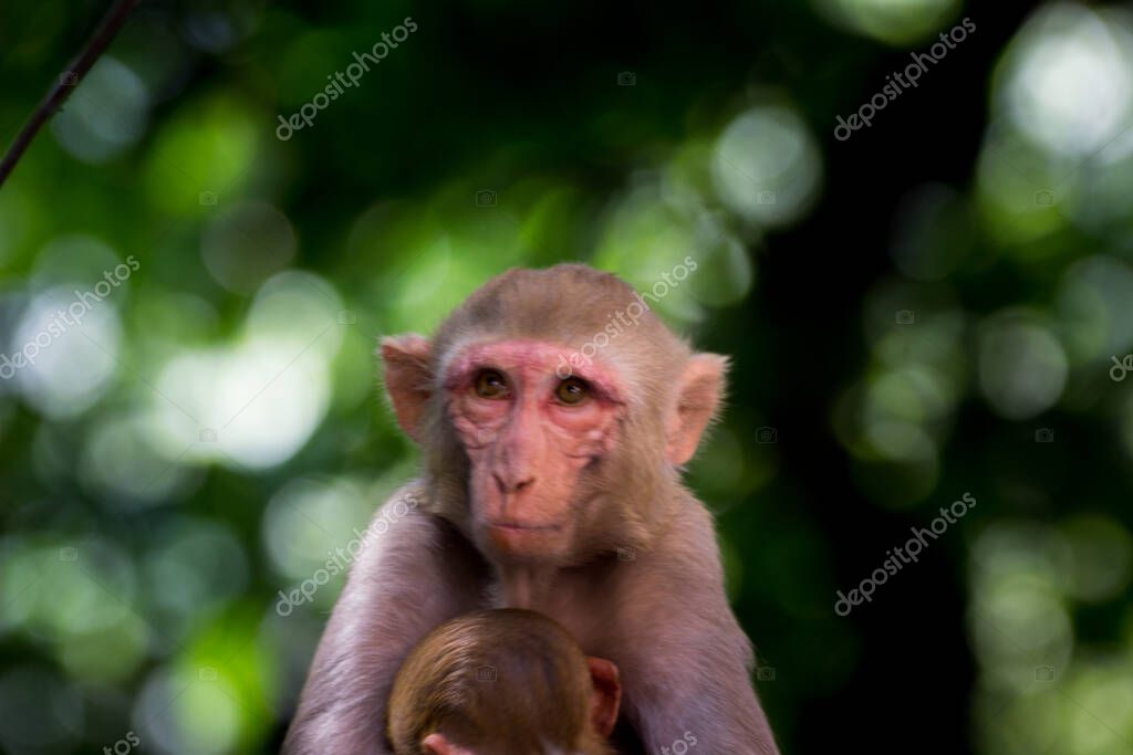 Los macacos Rhesus son primates marrones familiares con caras rojas y ...