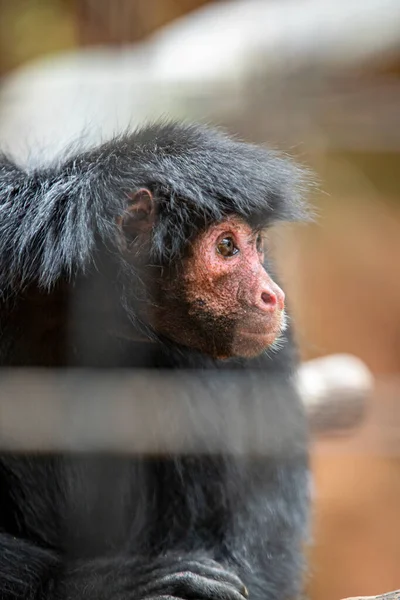 Ateles paniscus es un primate amazniam de la familia Atelidae, la ...