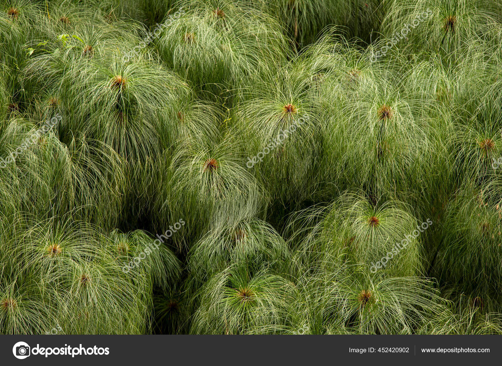 Close Cluster Cones Part Longleaf Pine Tree Known Its Endurance Stock ...
