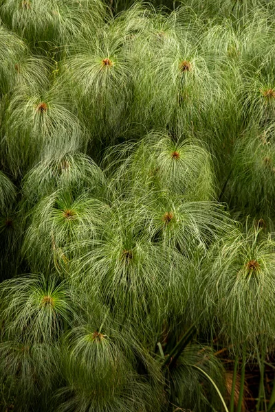 Close Cluster Cones Part Longleaf Pine Tree Known Its Endurance Stock ...