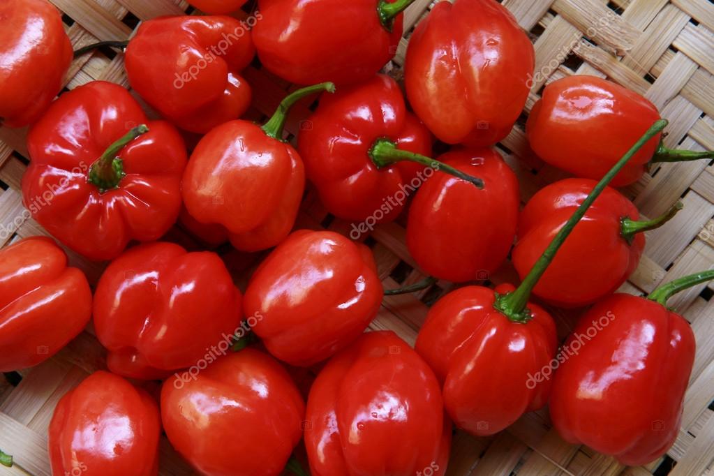 pimiento pimenta de cheiro 2024