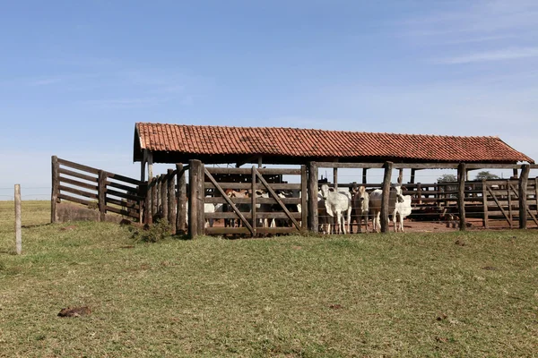 Cattle stations Stock Photos, Royalty Free Cattle stations Images ...