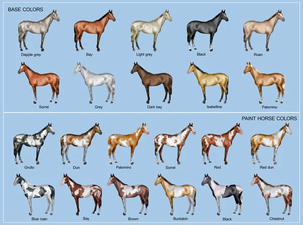 Roan sorrel Stock Photos, Royalty Free Roan sorrel Images | Depositphotos