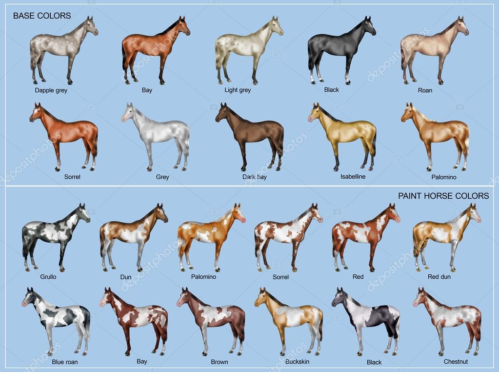 Blue Roan Horse Color