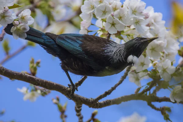 Tui bird Stock Photos, Royalty Free Tui bird Images | Depositphotos