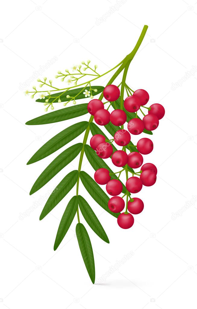 Ramo de planta de pimienta peruana rosada (Schinus molle) con hojas ...