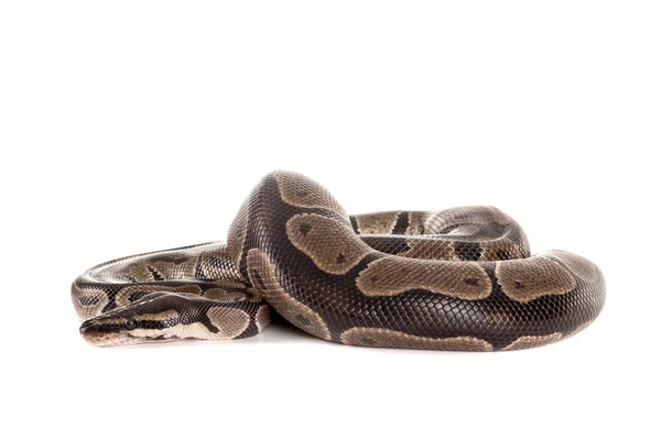 Beautiful python snake Stock Photo by ©luislouro 115444810