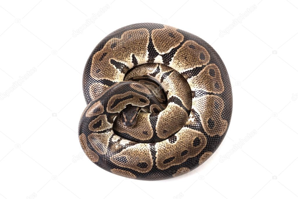 Beautiful python snake — Stock Photo © luislouro #120367894