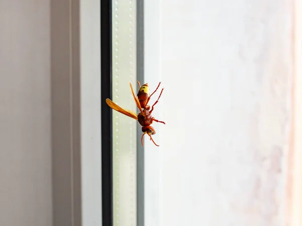 Crawling down Stock Photos, Royalty Free Crawling down Images ...