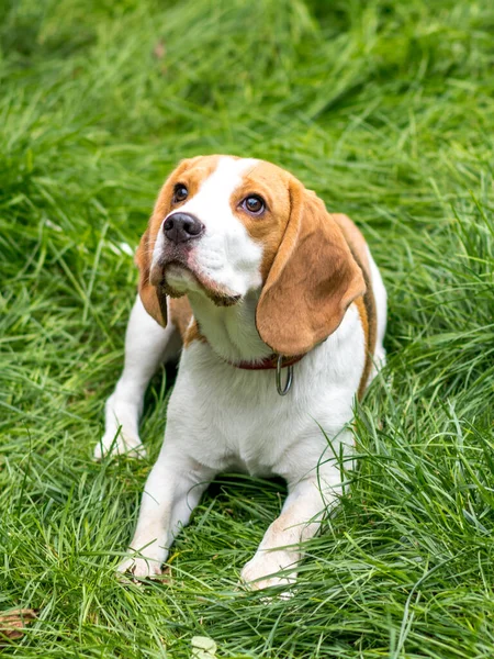 Beagle na grama Stock Photos, Royalty Free Beagle na grama Images ...