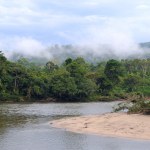 Tropical Rainforest Landscape, Amazon — Stock Photo © pxhidalgo #42469131