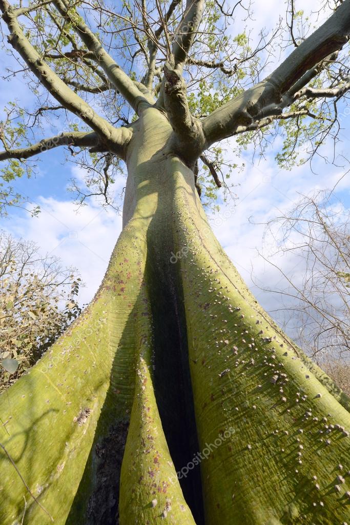 Giant ceiba tree grows up in sunny coast of Ecuador — Stock Photo ...
