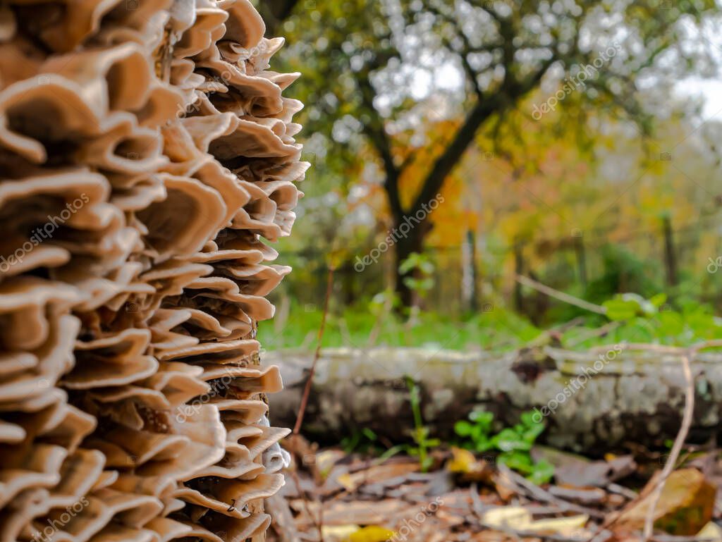 El hongo crece la esponja de raíz en un tocón de árbol. Esponja de raíz ...