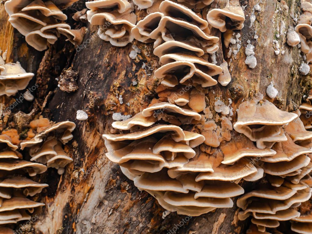 El hongo crece la esponja de raíz en un tocón de árbol. Esponja de raíz ...