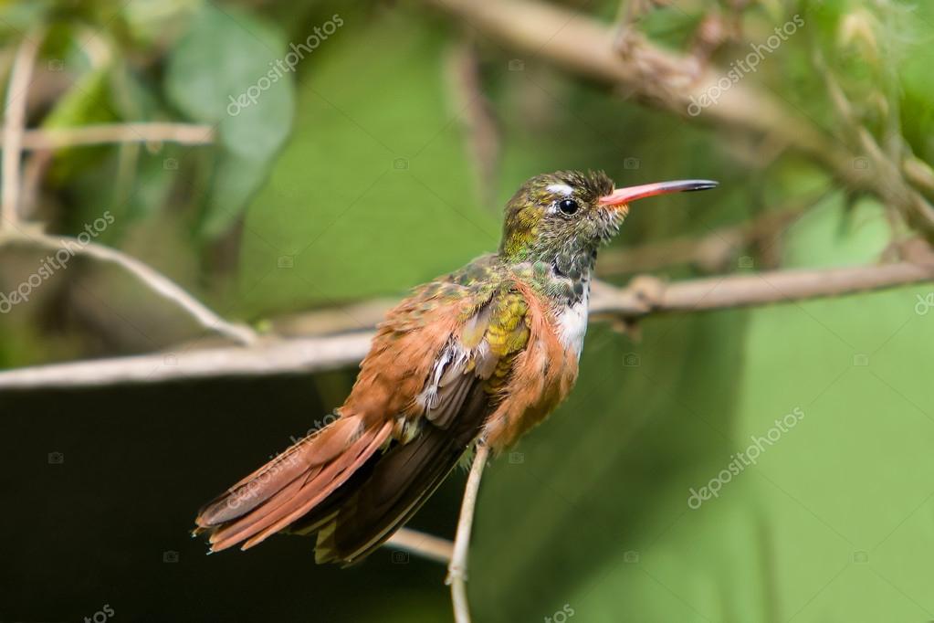 Buff bellied Hummingbird Stock Photo by ©elitravo 104021740