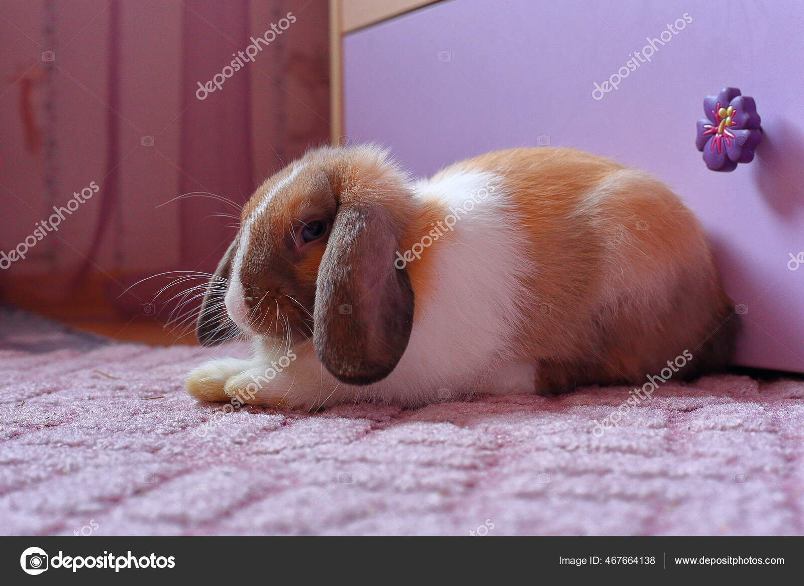 Fluffy white and brown rabbit isolated on the background of the color ...