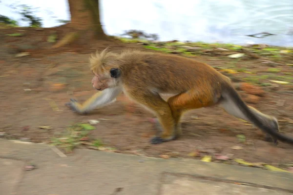 Chango bebe fotos de stock, imágenes de Chango bebe sin royalties ...