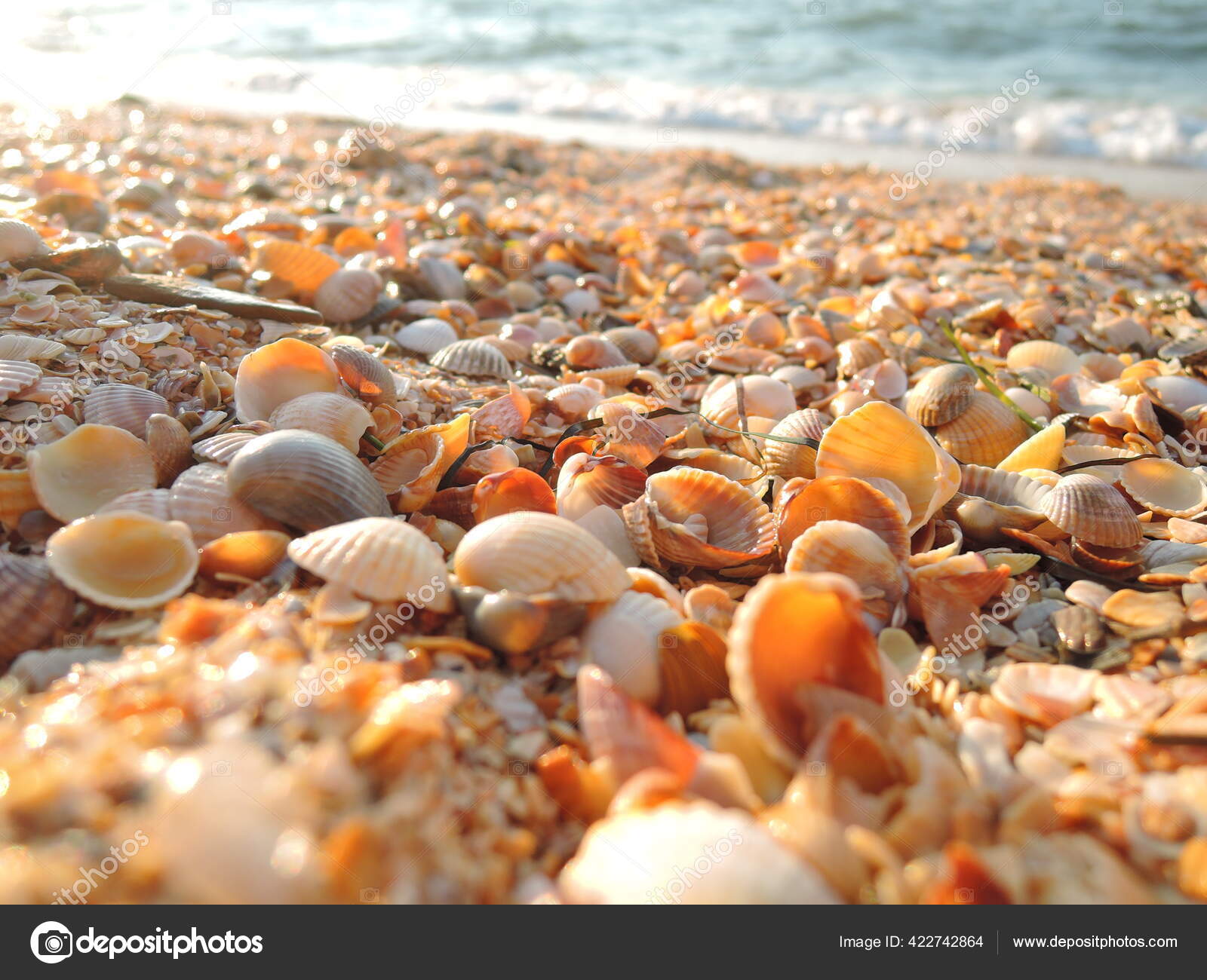 Seashells On The Beach Sunset