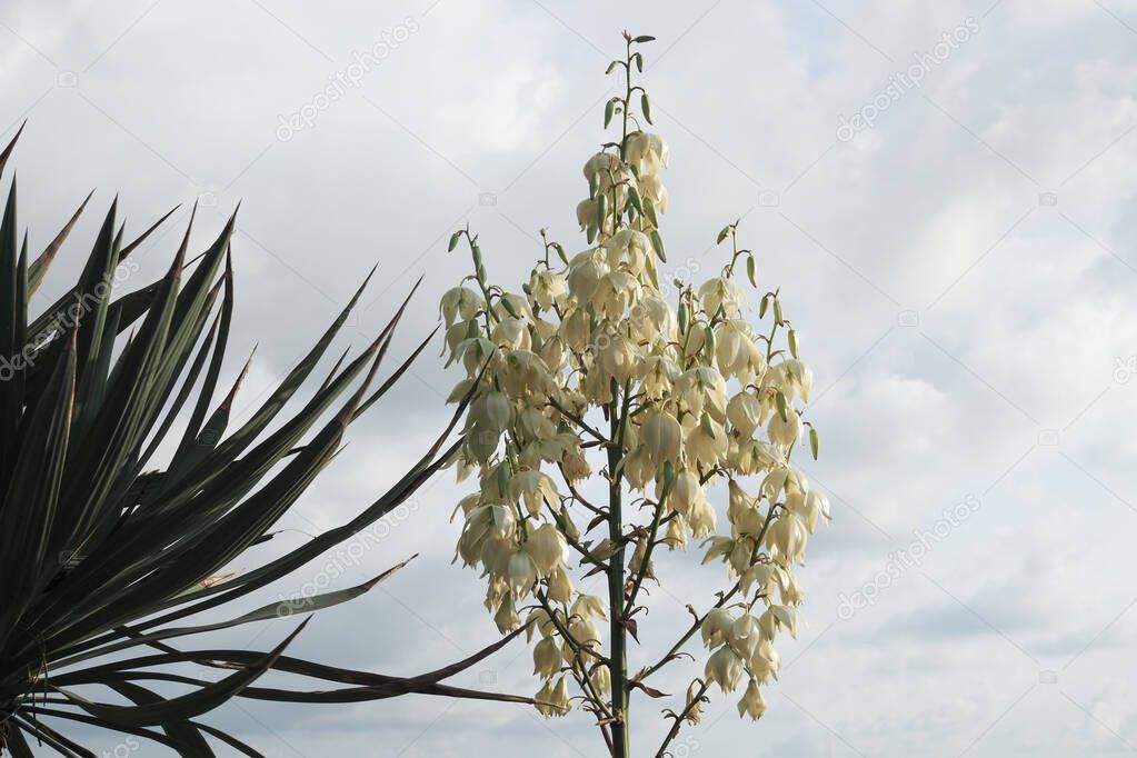Flores de arbusto de Yucca filamentosa blanca, otros nombres incluyen ...