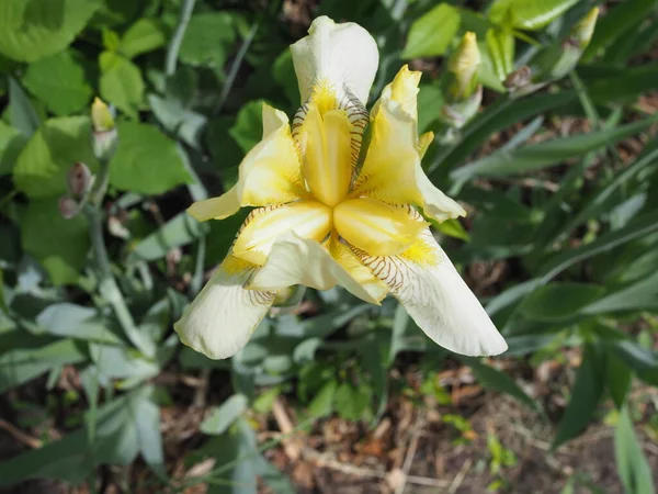 Fotos de Droopy flower, Imagens de Droopy flower sem royalties ...