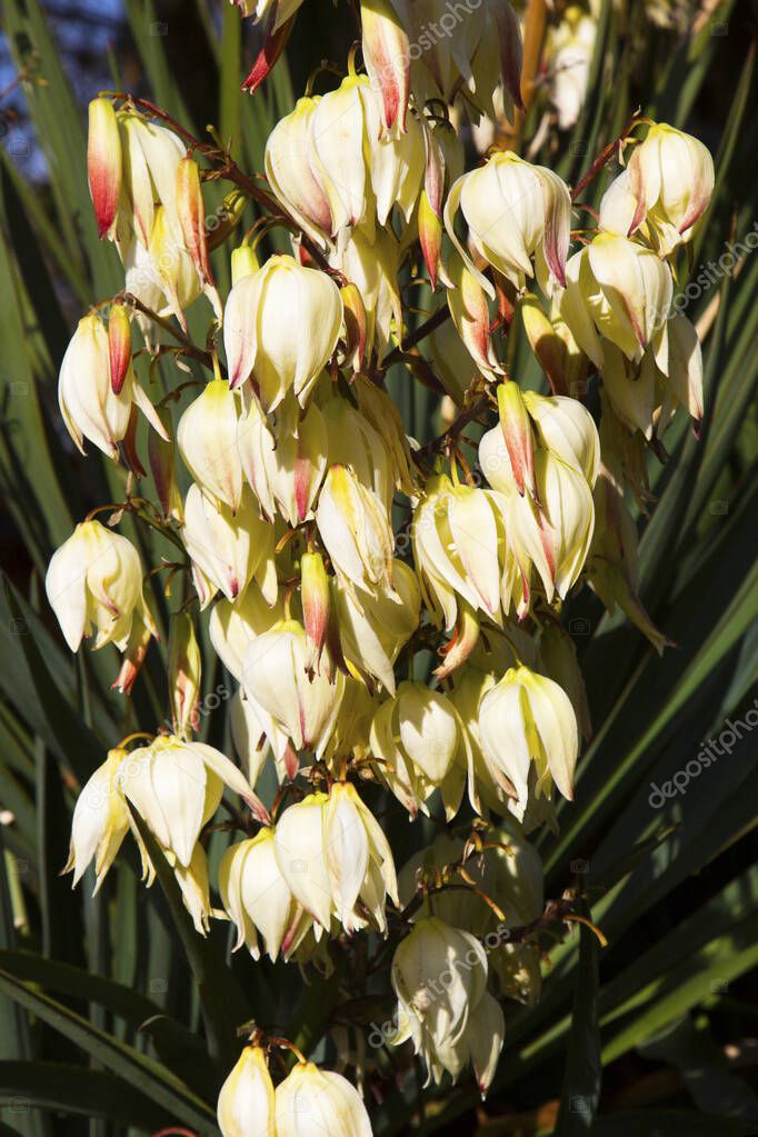 Flor flores de yuca en el árbol, Primeros planos flores de arbusto de ...