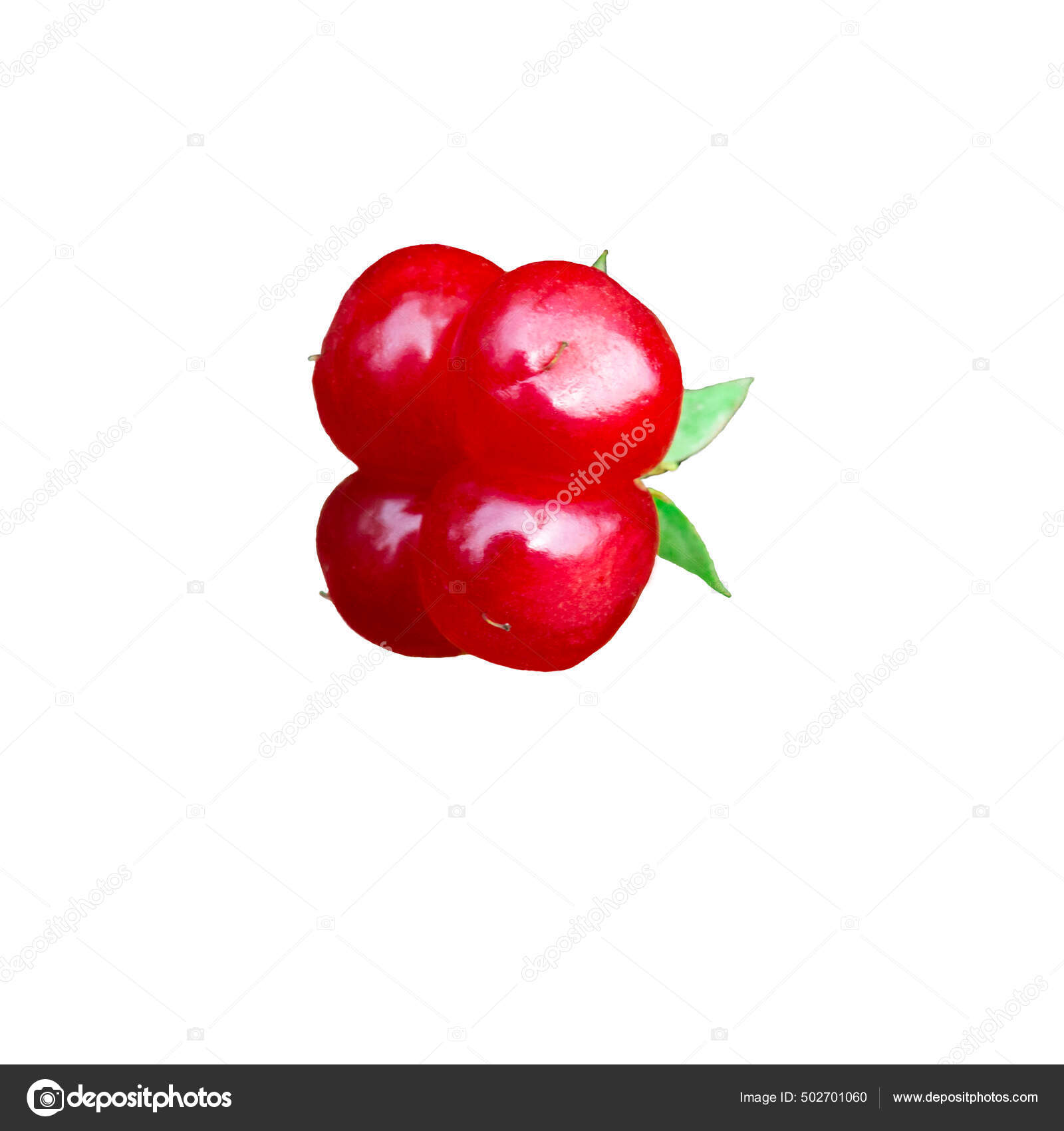 Ripe Stone Bramble Berry Rubus Saxatilis Isolated White Background ...