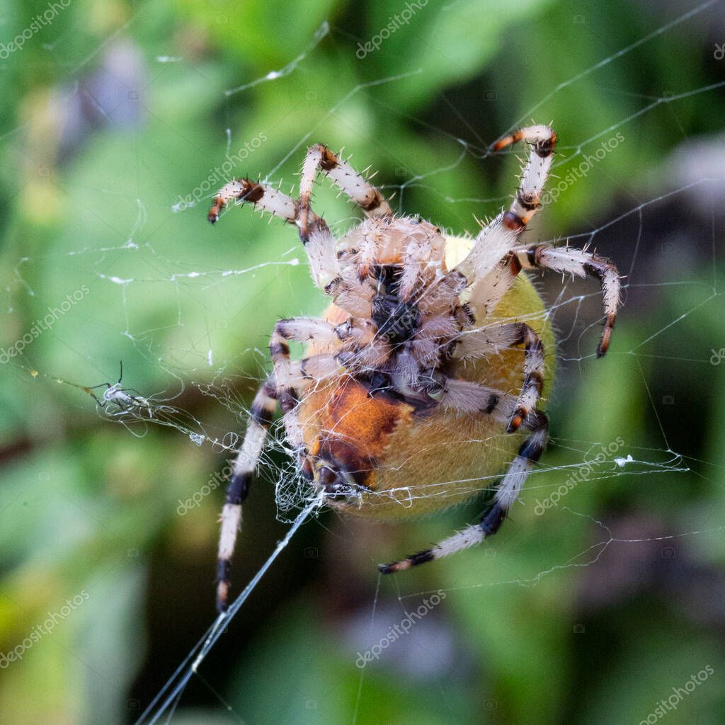 Primer plano de una enorme araña Araneus en una telaraña. La araña hace ...