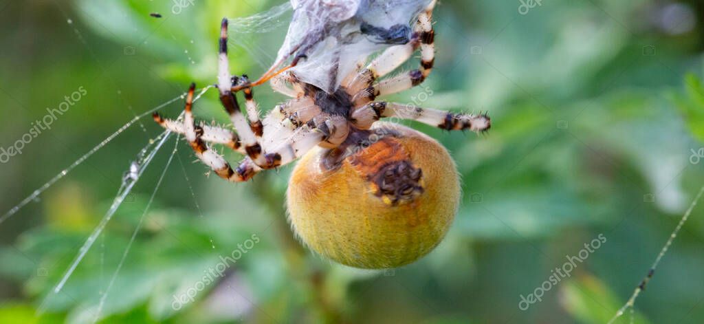 Araña disfrutando de una comida de un insecto atrapado en su red. La ...