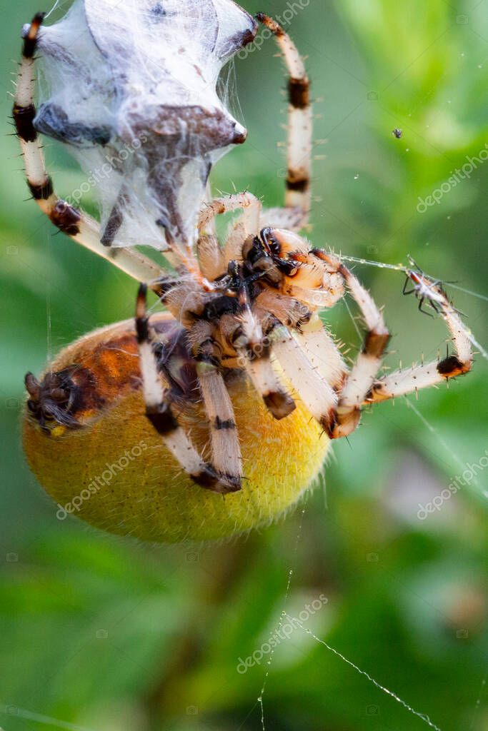 Araña disfrutando de una comida de un insecto atrapado en su red. La ...