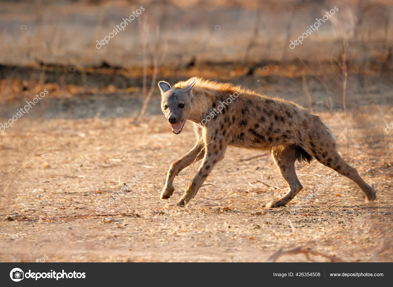 Spotted Hyena Running