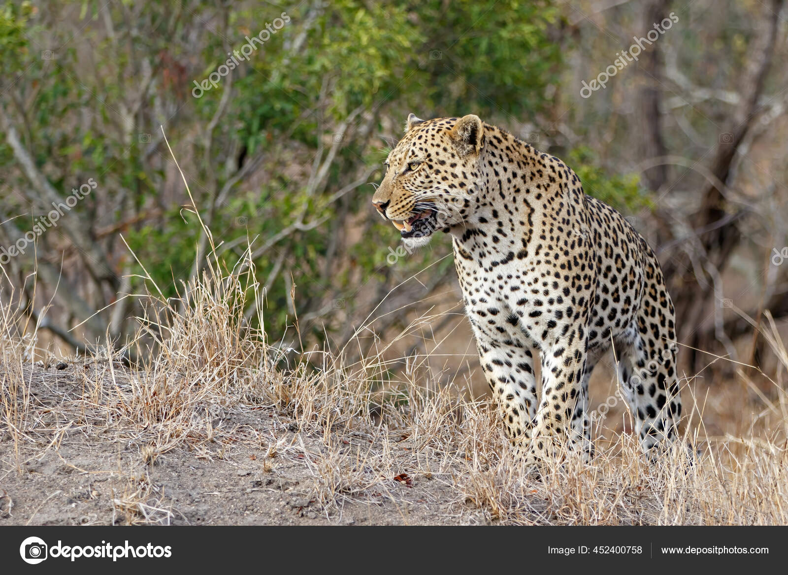 Leopard Male Walking Plains Sabi Sands Game Reserve Greater Kruger ...