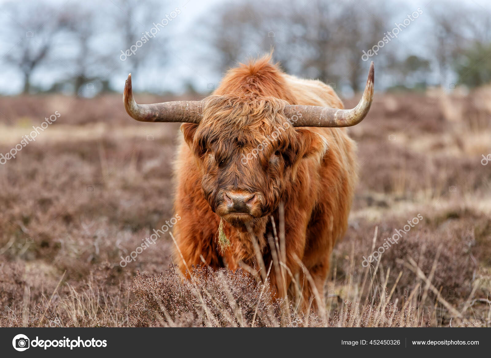 Scottish Highlander Highland Cow Cattle Bos Taurus Taurus Grazing Field ...