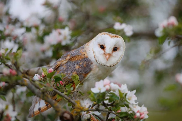 Buho con flores fotos de stock, imágenes de Buho con flores sin ...
