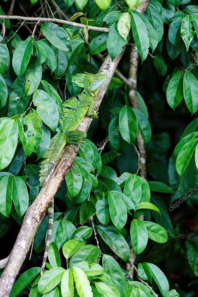 El basilisco común (Basiliscus basiliscus) sentado en una rama en el ...