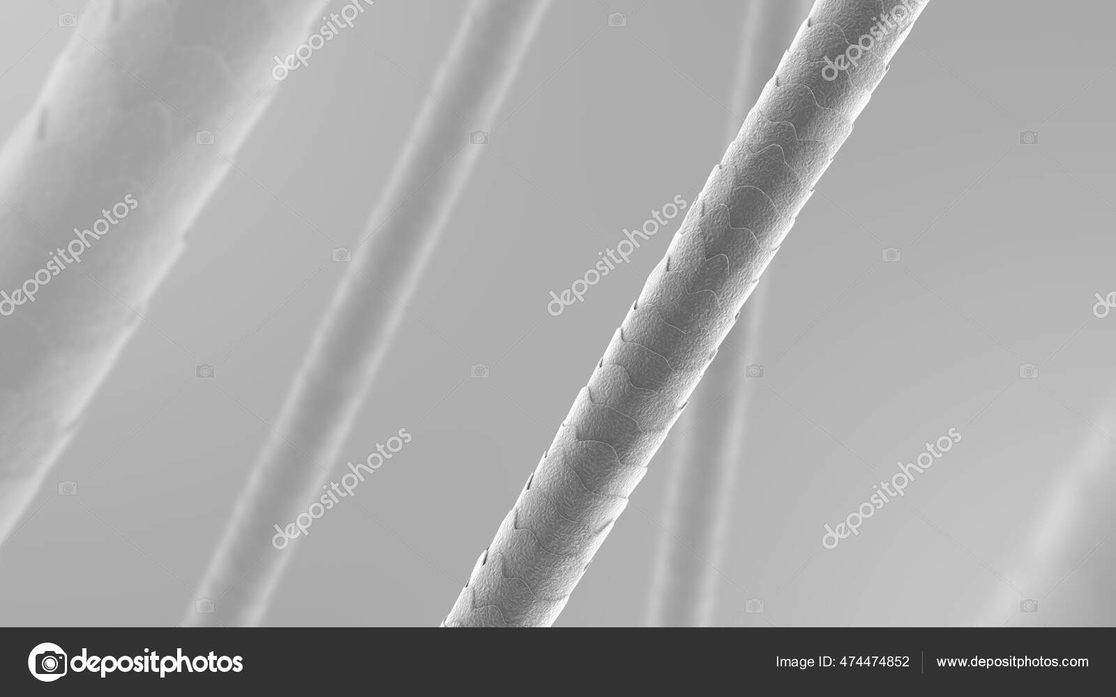 Menschliche Haarzellen Unter Dem Mikroskop