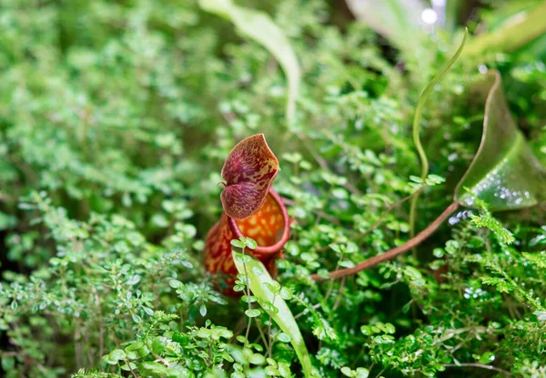 Carnivore plants Stock Photos, Royalty Free Carnivore plants Images ...