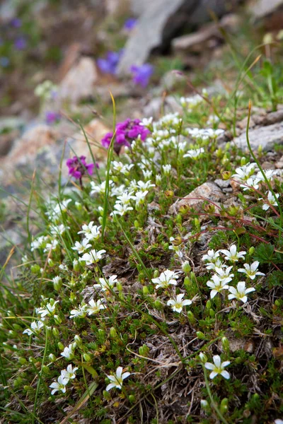 Alpine plants Stock Photos, Royalty Free Alpine plants Images ...