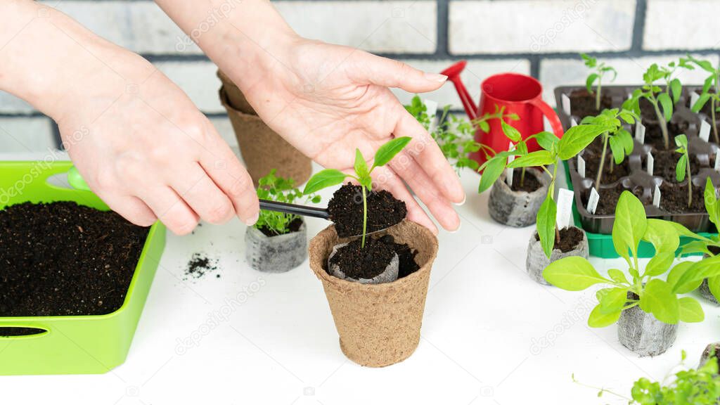 Trasplantar pl ntulas de pimiento de una pastilla de turba en una maceta de turba biodegradable ...