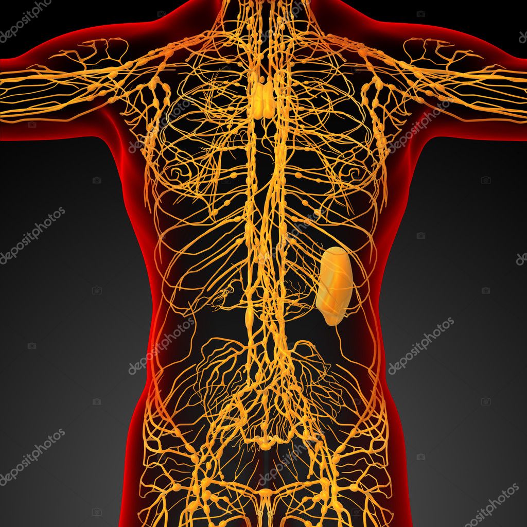 3d hacer ilustración médica del sistema linfático 2023