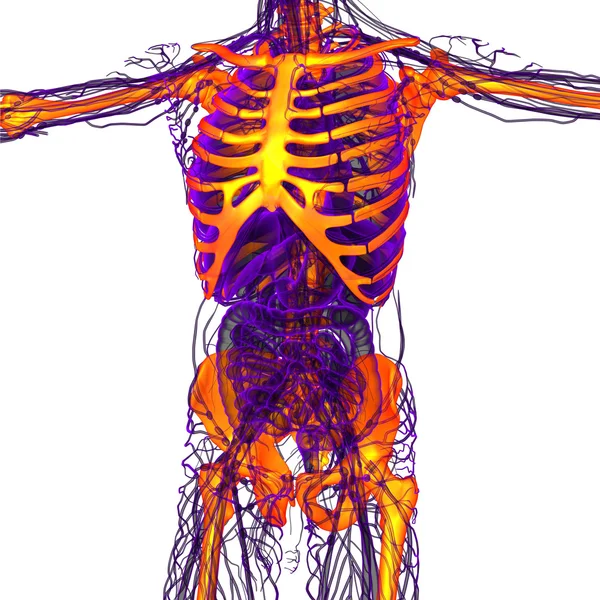 Biomedical visualization Stock Photos, Royalty Free Biomedical ...